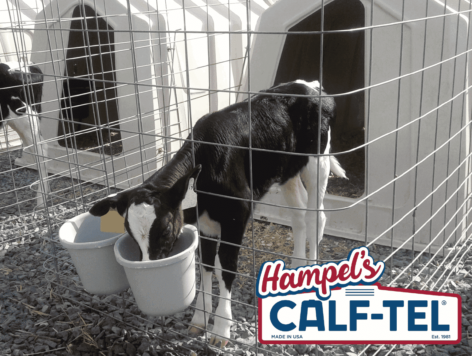 Plastic Calf Housing, Indoor Calf Pens, Outdoor Calf Hutches