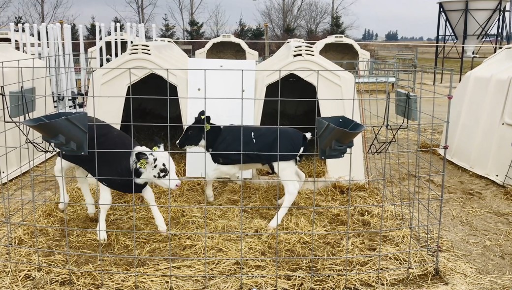 For Dairy Calves, Two (or more) Heads are Better Than One - Calf-Tel