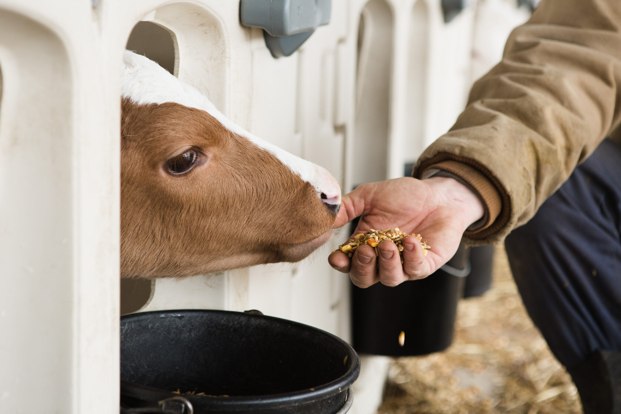 Indoor Calf Pens | Calf-Tel