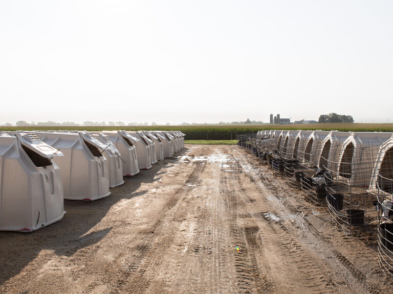 Elite Access Gate & Wire Fence for Calf Hutch | Calf-Tel