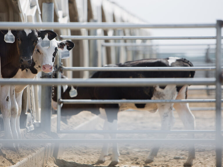 Dairy Calf Housing: Hutches, Pens, & Fencing | Calf-Tel