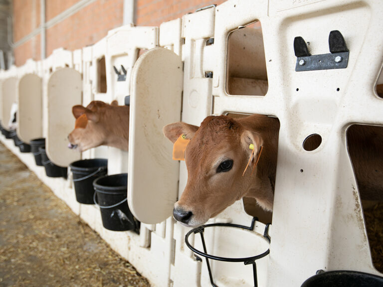 Dairy Calf Housing: Hutches, Pens, & Fencing | Calf-Tel