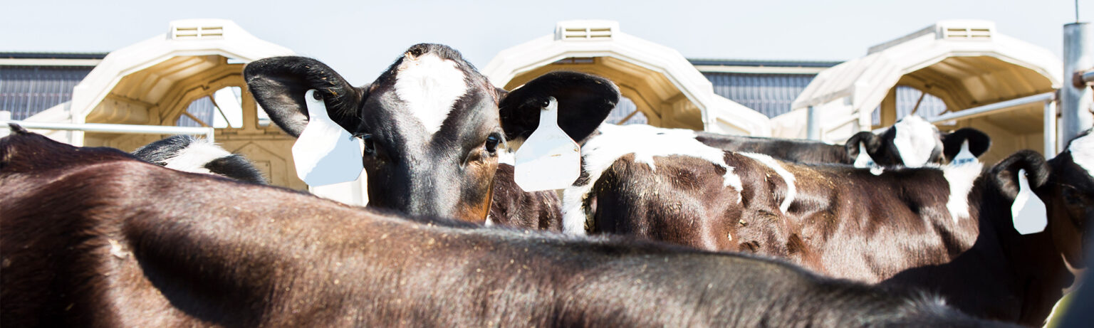 Group Calf Housing: Hutches, Pens, & Fencing | Calf-Tel