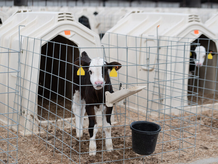 Outdoor Calf Pens & Fences | Calf-Tel