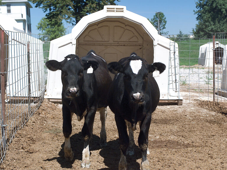 Group Calf Housing: Hutches, Pens, & Fencing | Calf-Tel
