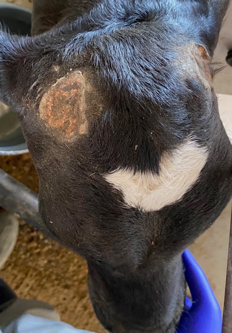 Tool, Timing, and Techniques to Consider for Disbudding - Calf-Tel