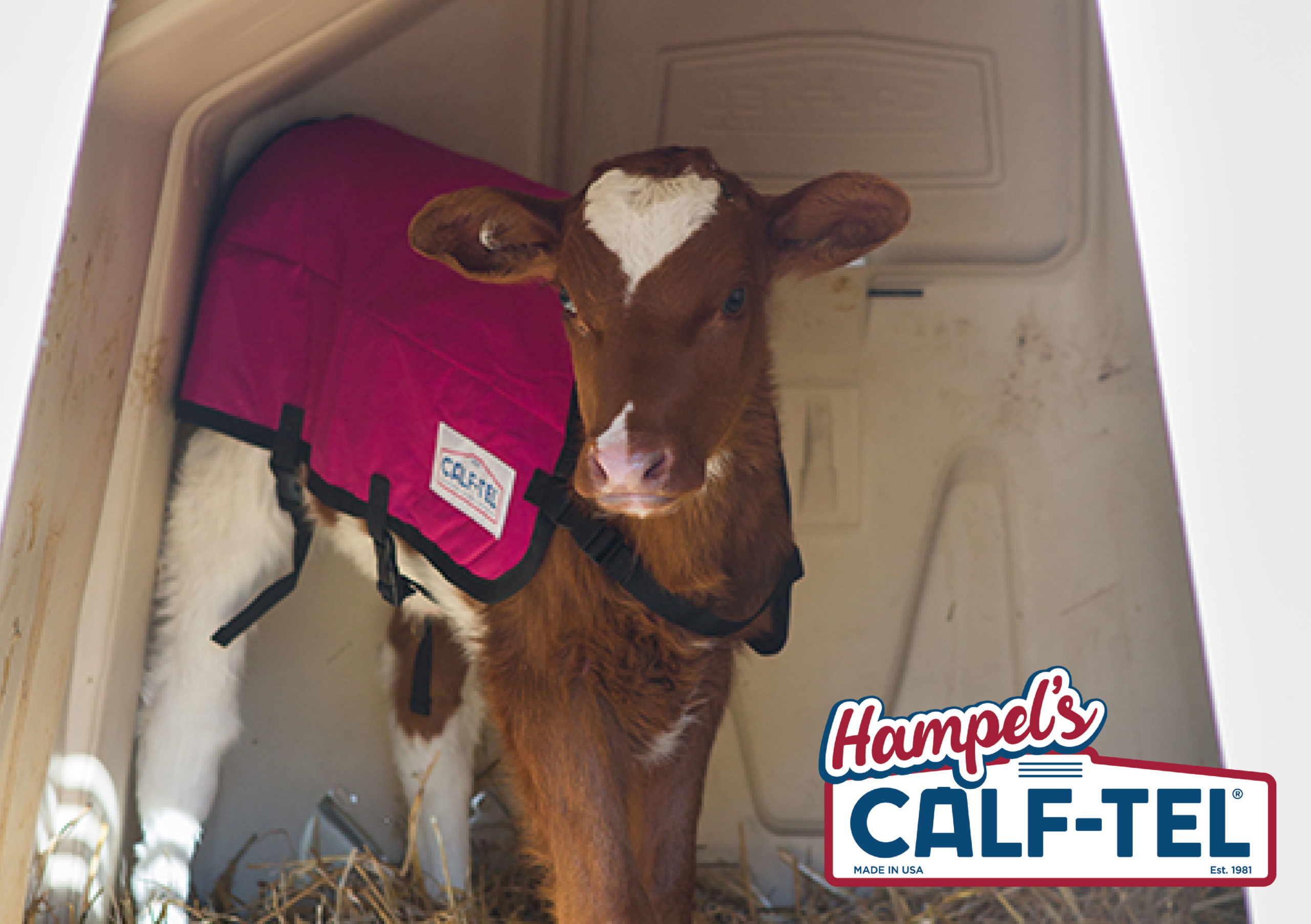 Helping Calves Thrive Through the Cold - Calf-Tel