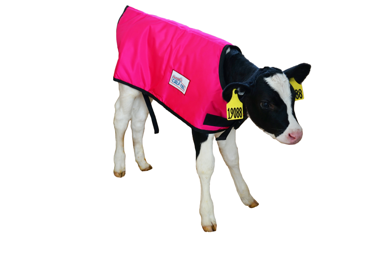 Calf Jacket How-To Guide - Calf-Tel