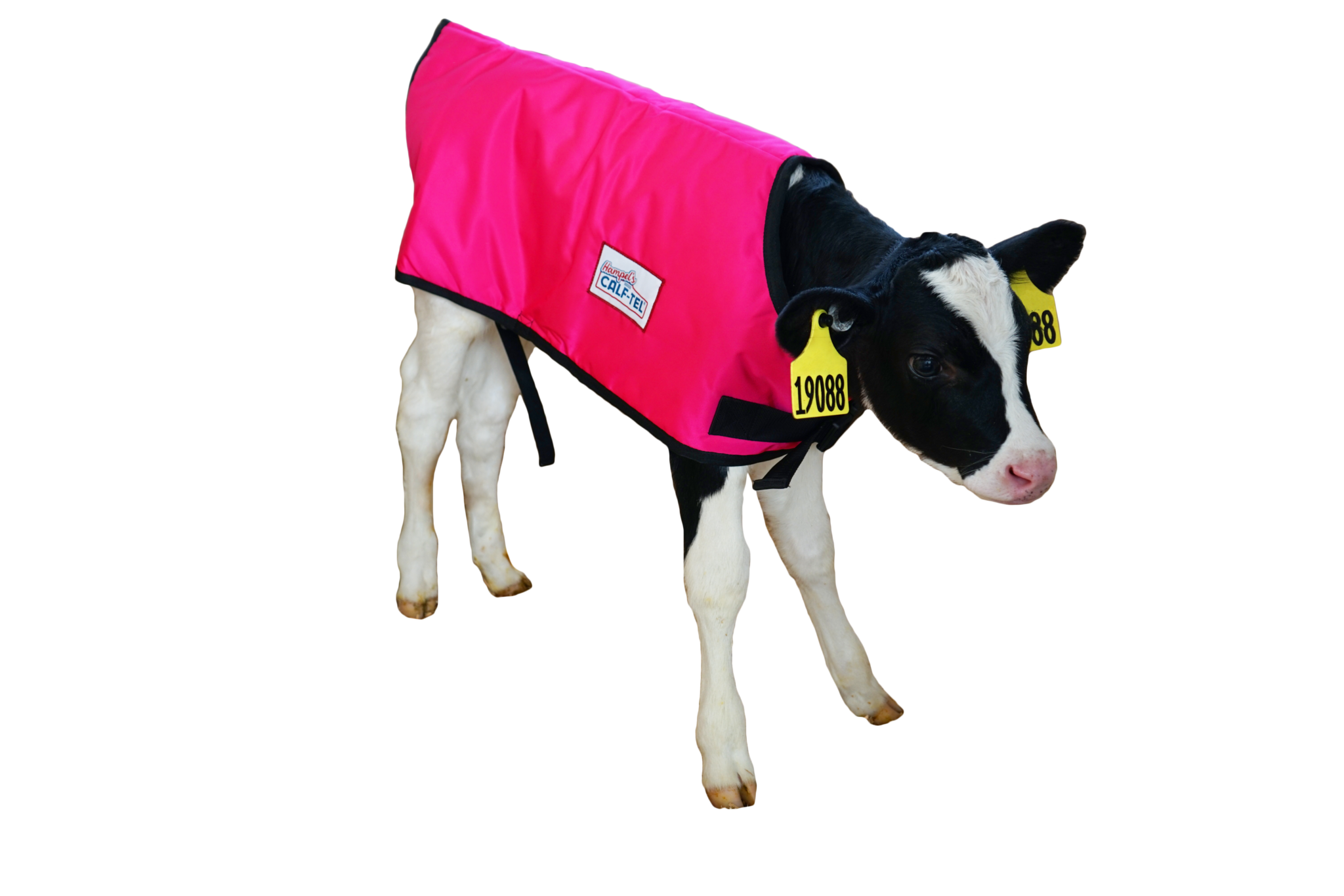 Calf Jacket How-To Guide - Calf-Tel