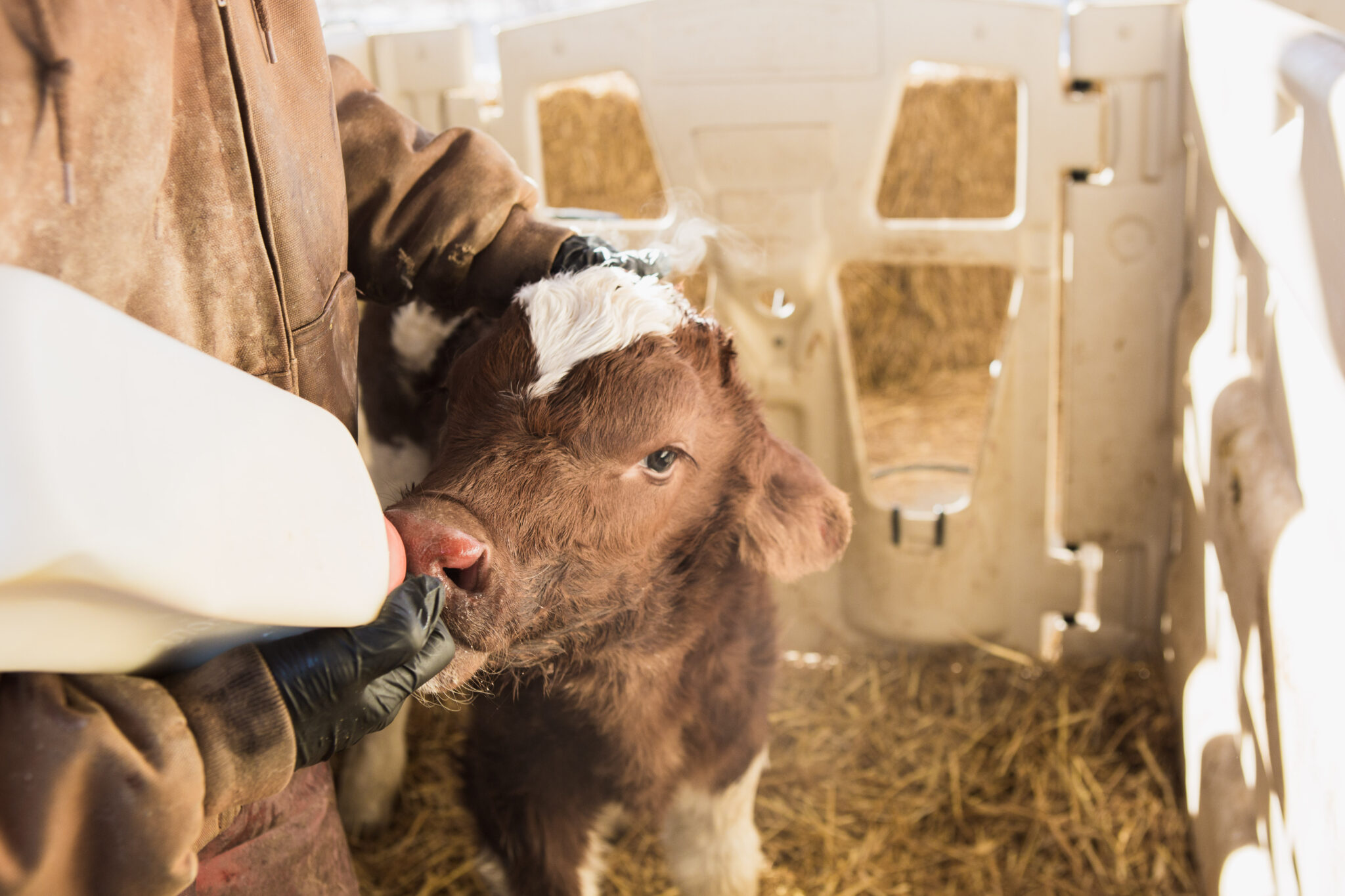 Evaluating the Quality of Milk Replacers - Calf-Tel