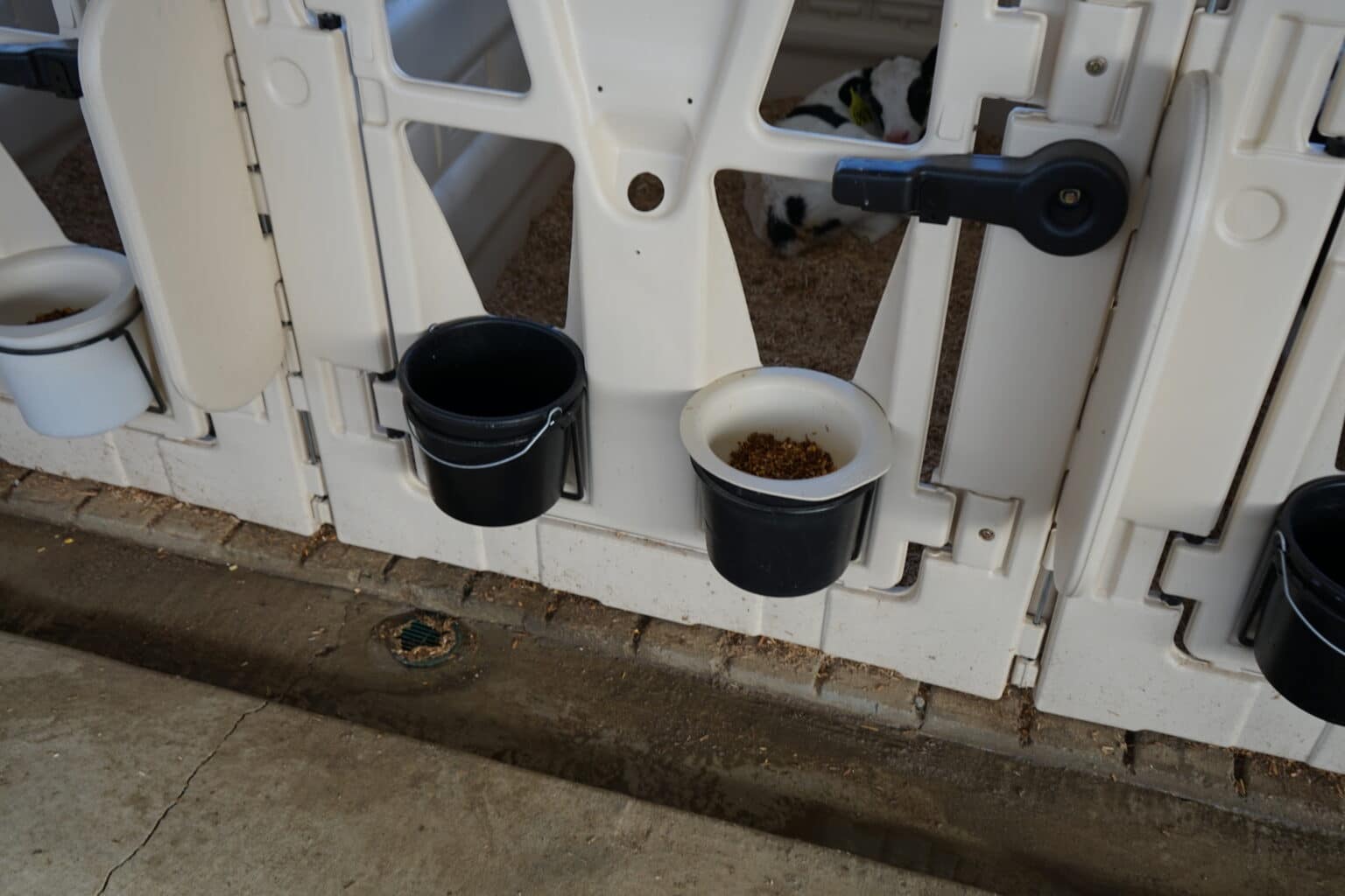 Considerations for Your Calf Barn Designs - Calf-Tel