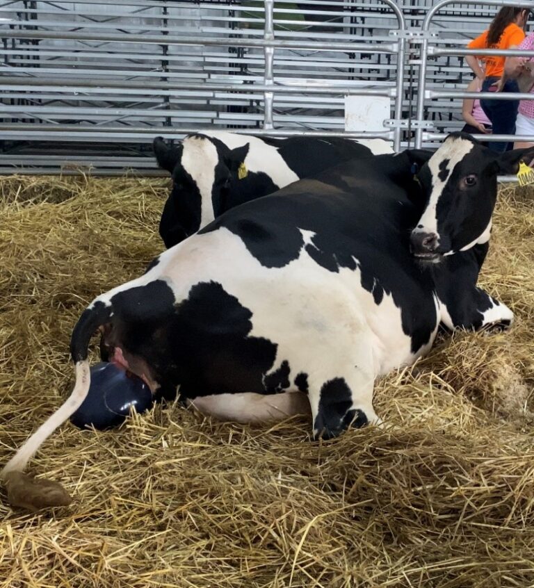 Short Guide to Addressing Calving - Calf-Tel